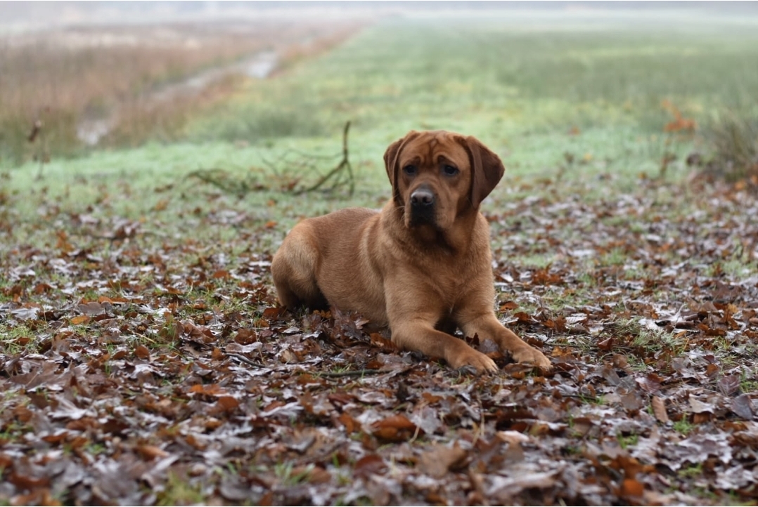 Labrador hobby fokker we verwachten puppies - Fotogalerij